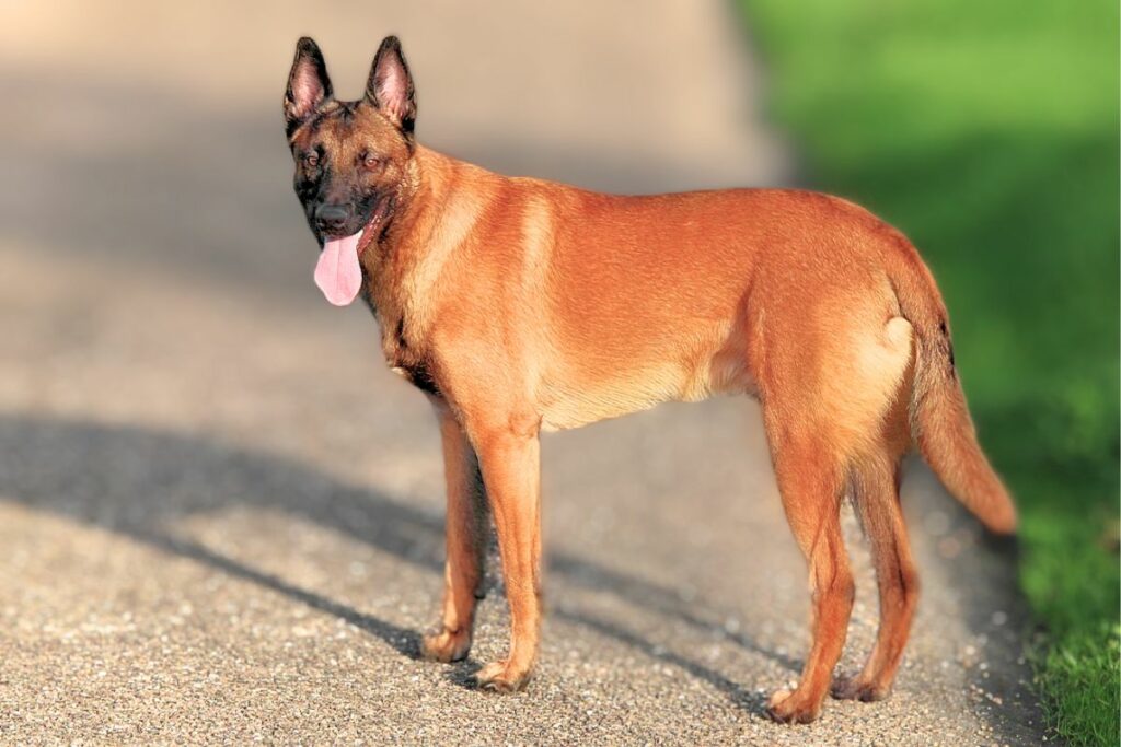 Doberman Vs Belgian Malinois - What's The Difference? - Avesei.com