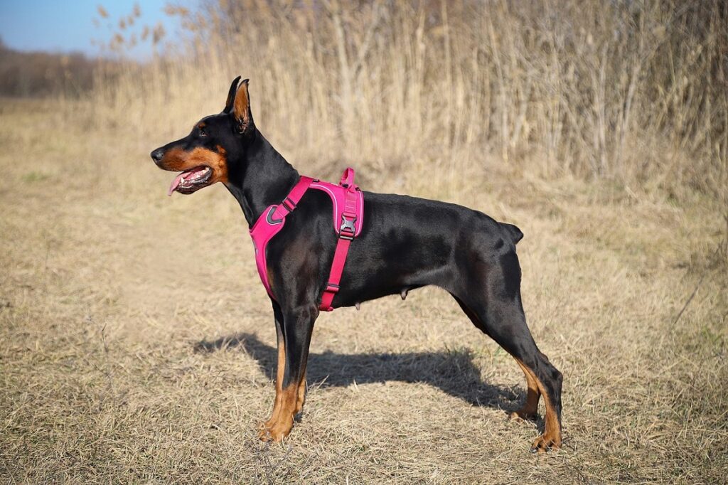 German Pinscher Vs. Doberman - Key Differences Explained! - Avesei.com