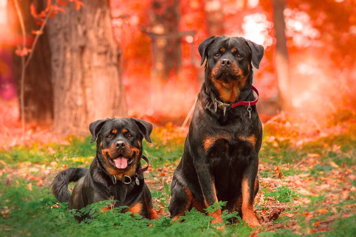 10 Best Badass Dog Breeds That Fear Nothing! - Ethawi.com