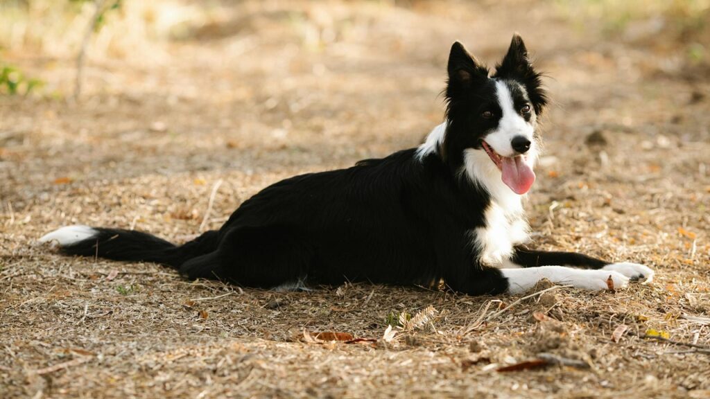 10 Most Intelligent Dog Breeds In The World - Ethawi.com