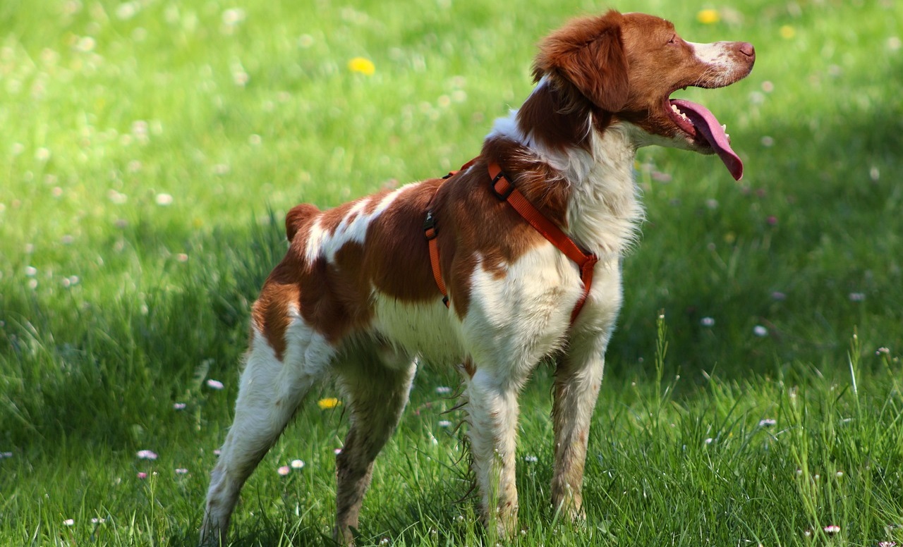 7 Orange Dog Breeds To Brighten Your Day - Tededer.com