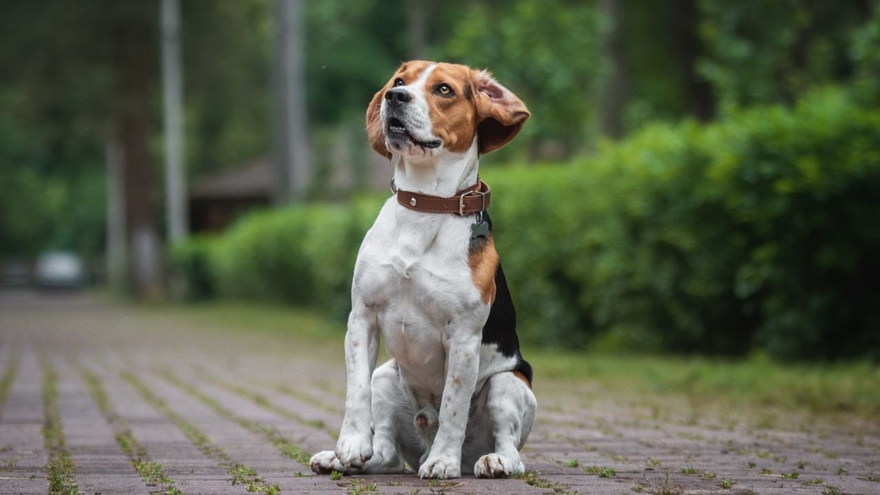 7 Best Small Guard Dog Breeds For Females - Tededer.com