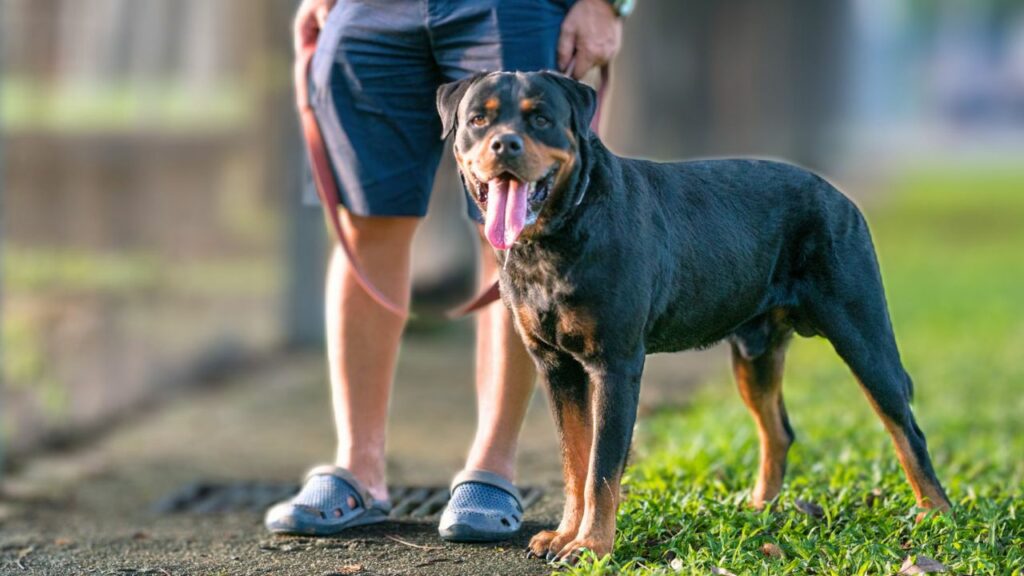 9 Best Guard Dog Breeds For Personal Security Against Urban Threats ...