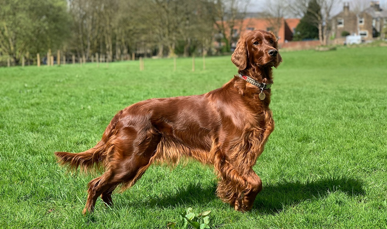 7 Orange Dog Breeds To Brighten Your Day - Inhenocha.com