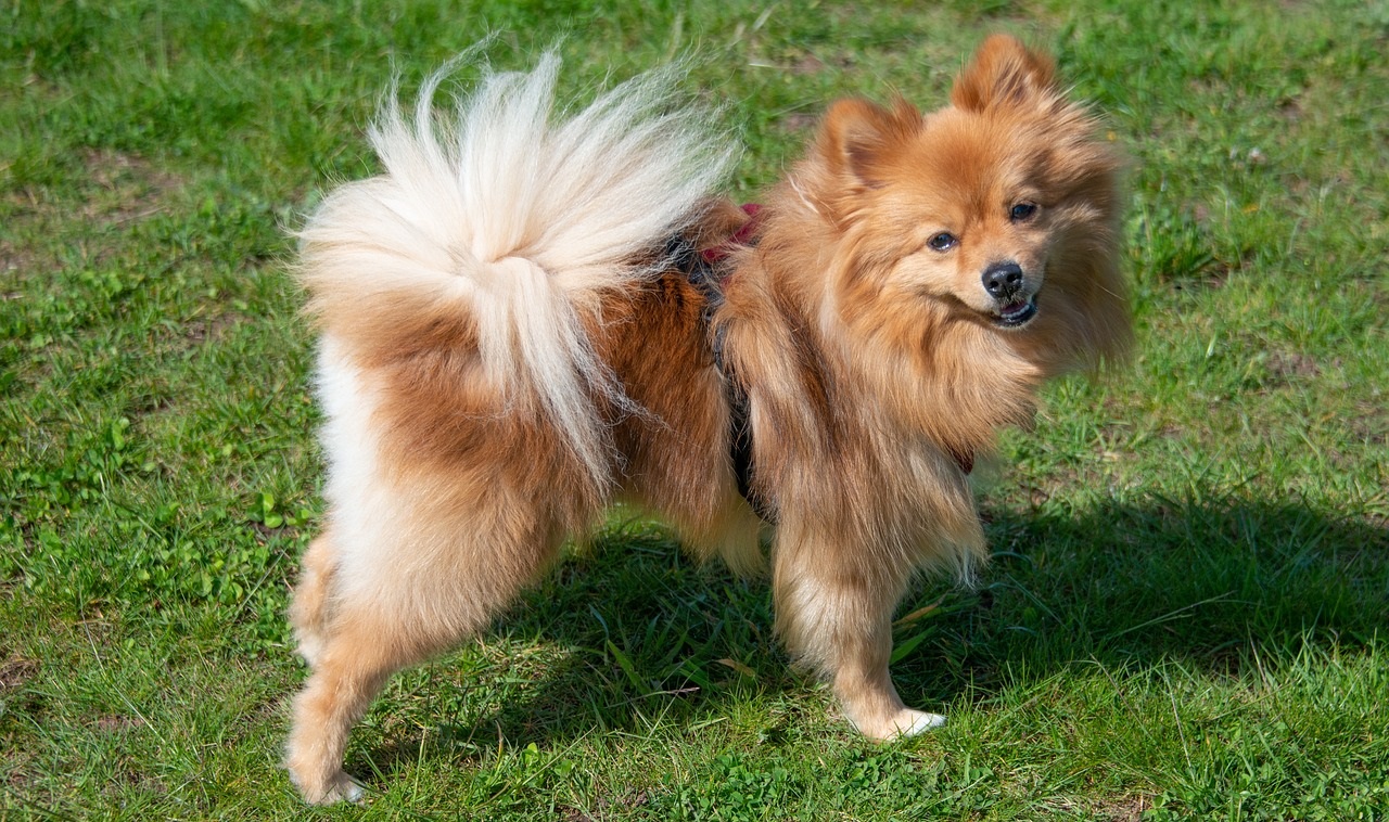 7 Orange Dog Breeds To Brighten Your Day - Ethawi.com