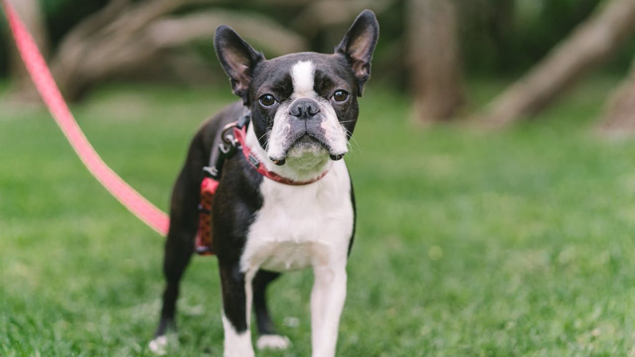 7 Best Small Guard Dog Breeds For Females - Tededer.com