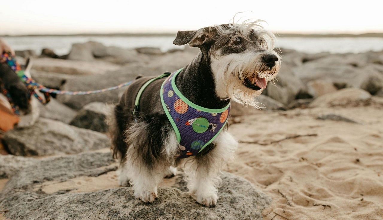 10 Most Excellent Small Watchdog Breeds For Your Home - Tededer.com