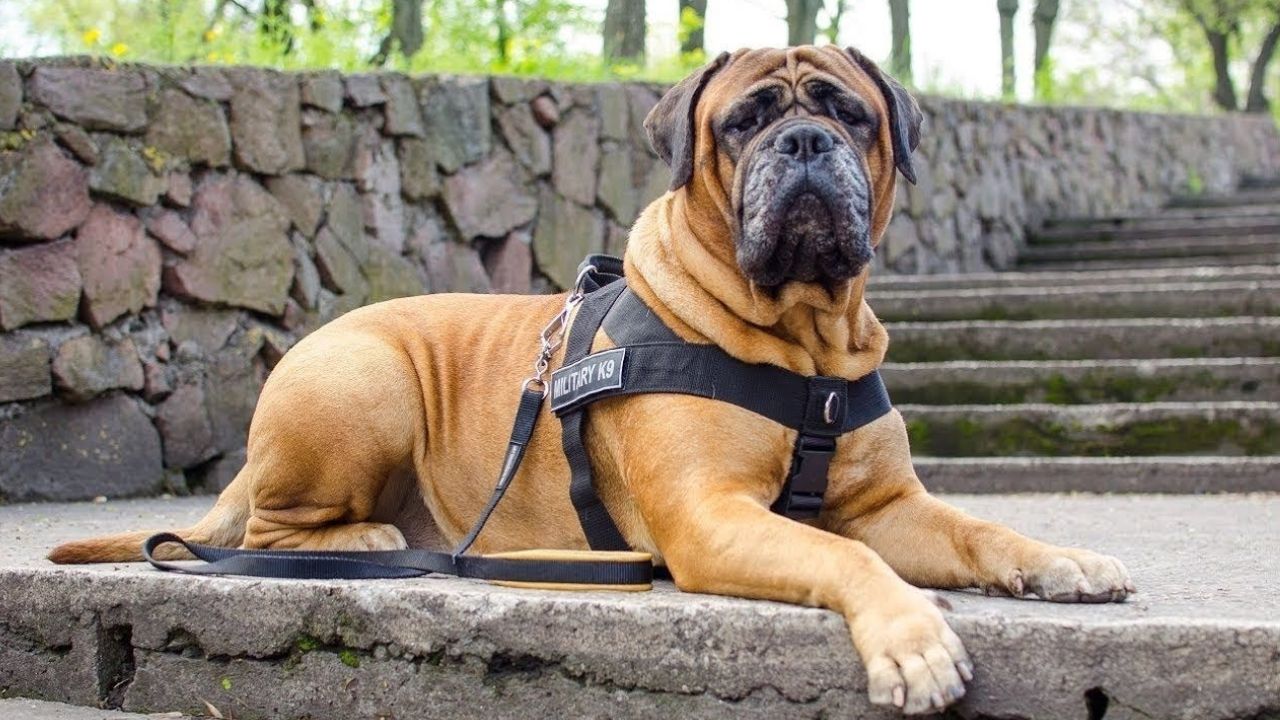 7 Best Dog Breeds To Protect Against Home Invasions - Avesei.com