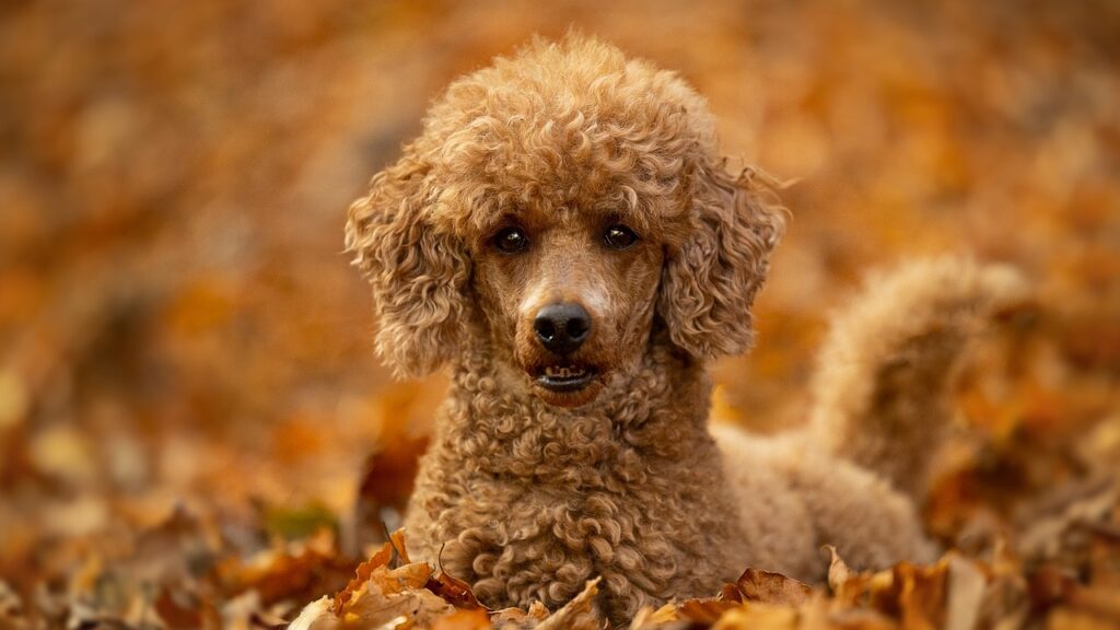 10 Most Intelligent Dog Breeds In The World - Tededer.com