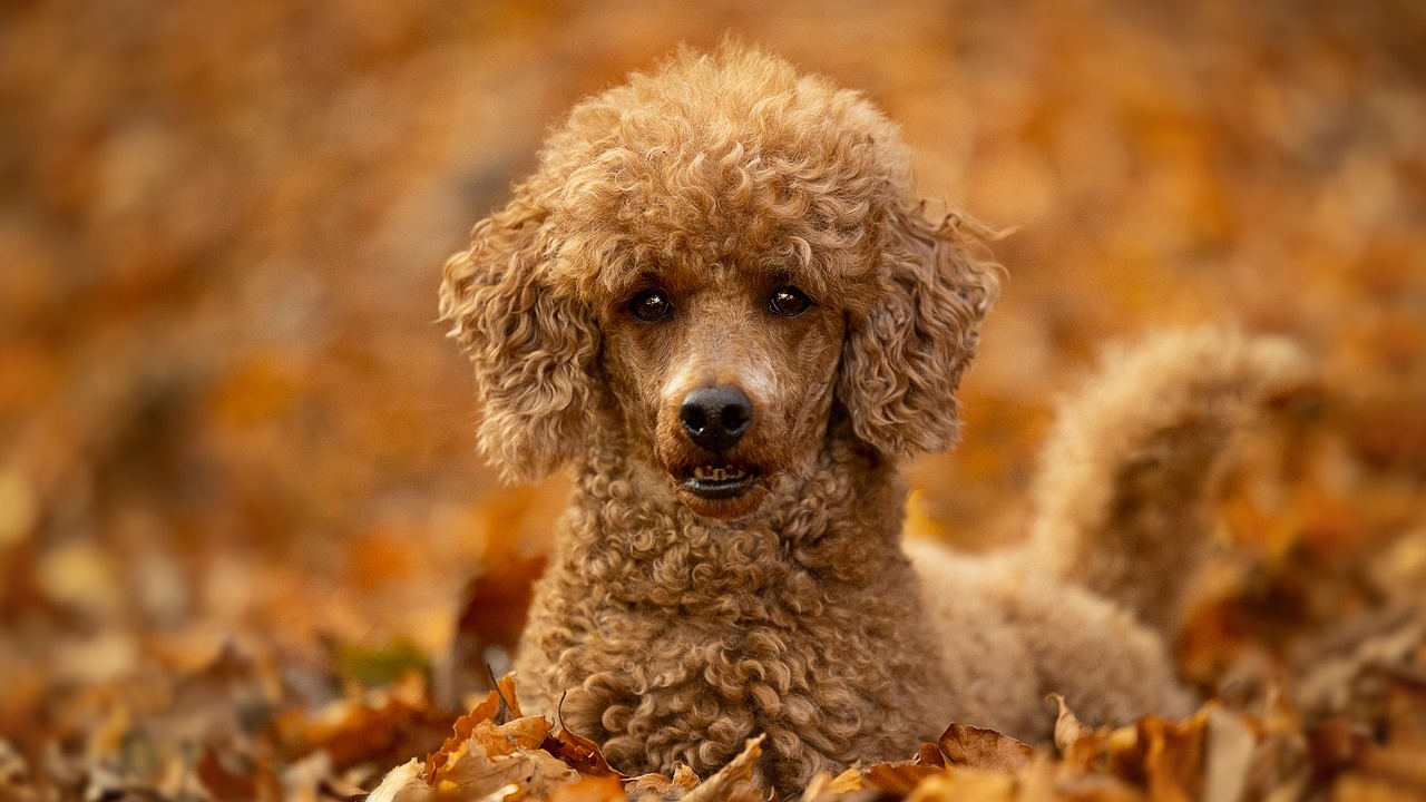 10 Most Intelligent Dog Breeds In The World - Ethawi.com