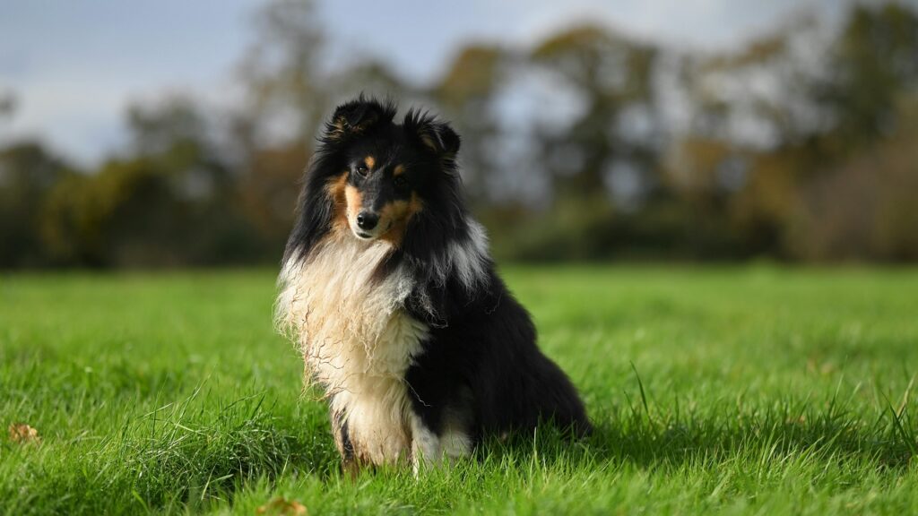 10 Most Intelligent Dog Breeds In The World - Tededer.com