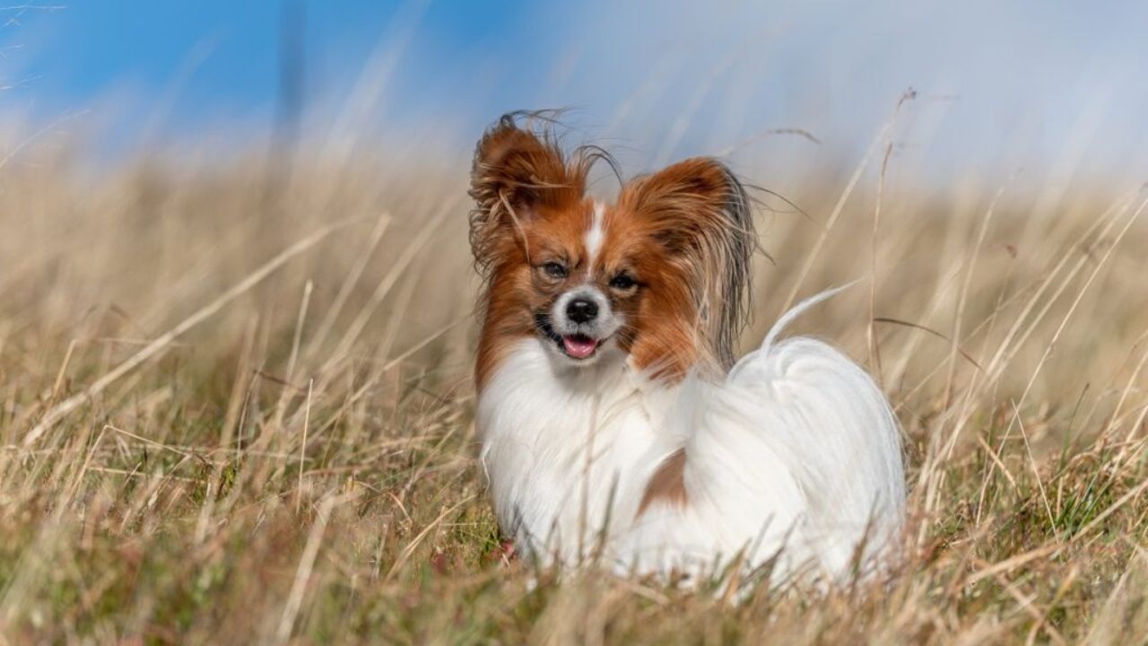 10 Most Intelligent Dog Breeds In The World - Ethawi.com