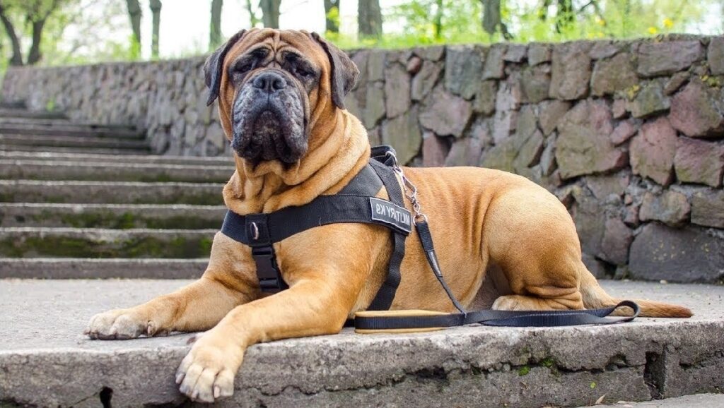10 Best Badass Dog Breeds That Fear Nothing! - Ethawi.com