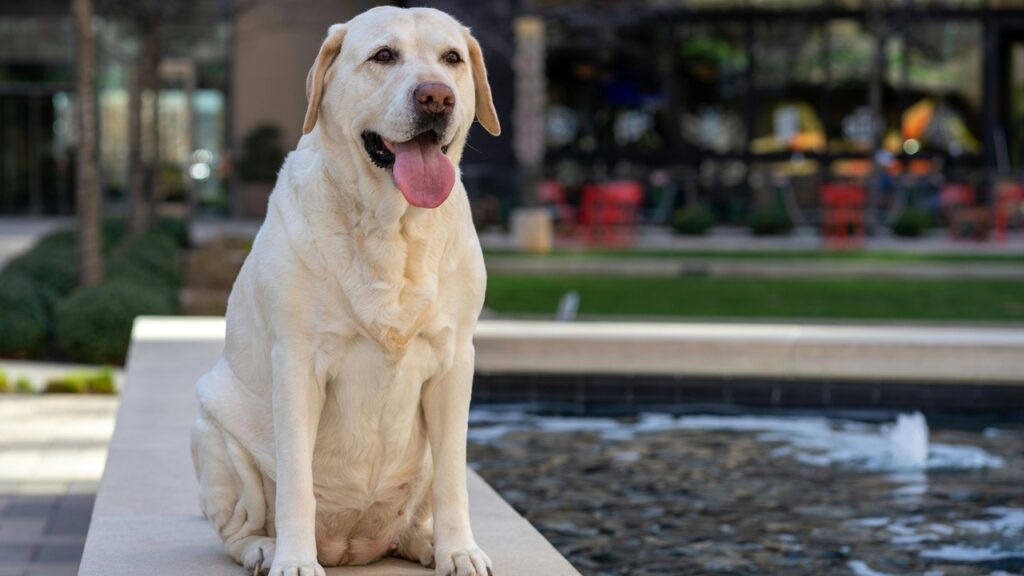 10 Most Intelligent Dog Breeds In The World - Tededer.com