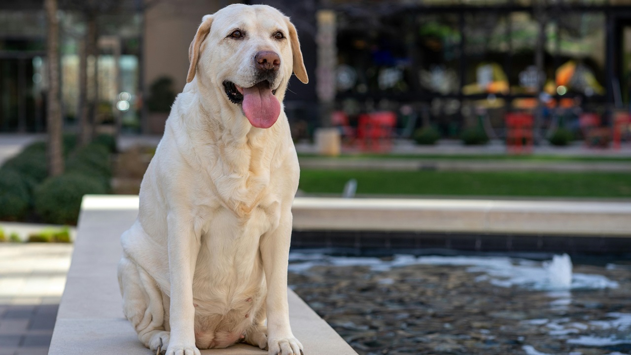 10 Most Intelligent Dog Breeds In The World - Ethawi.com