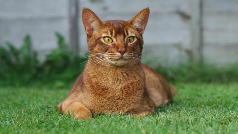 10 Most Common Cat Breeds Around The World - Ethawi.com