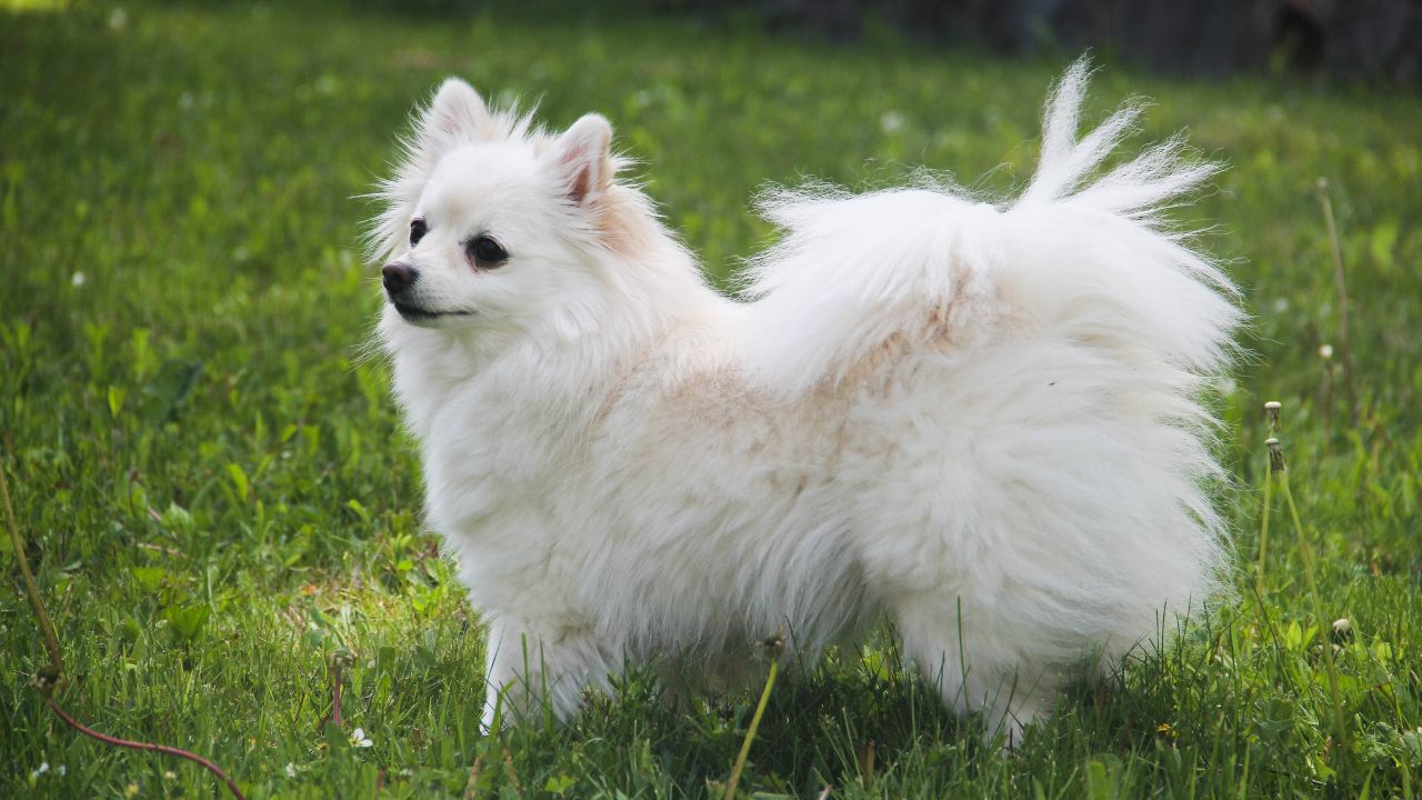 7 American Farm Dog Breeds That Excel In Rural Environments - Avesei.com