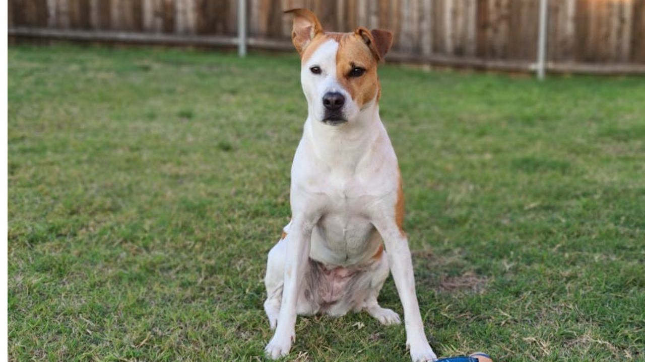 10 Best And Worst Guard Dog Breeds To Protect Your Home - Tededer.com