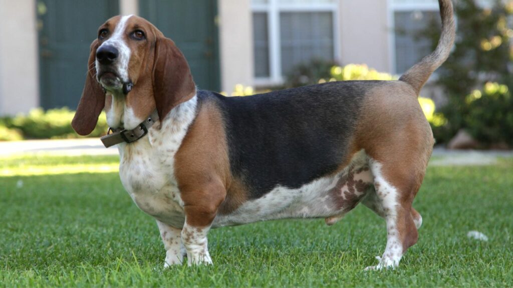 7 Fattest Dog Breeds That Tend To Be Heavy - Tededer.com