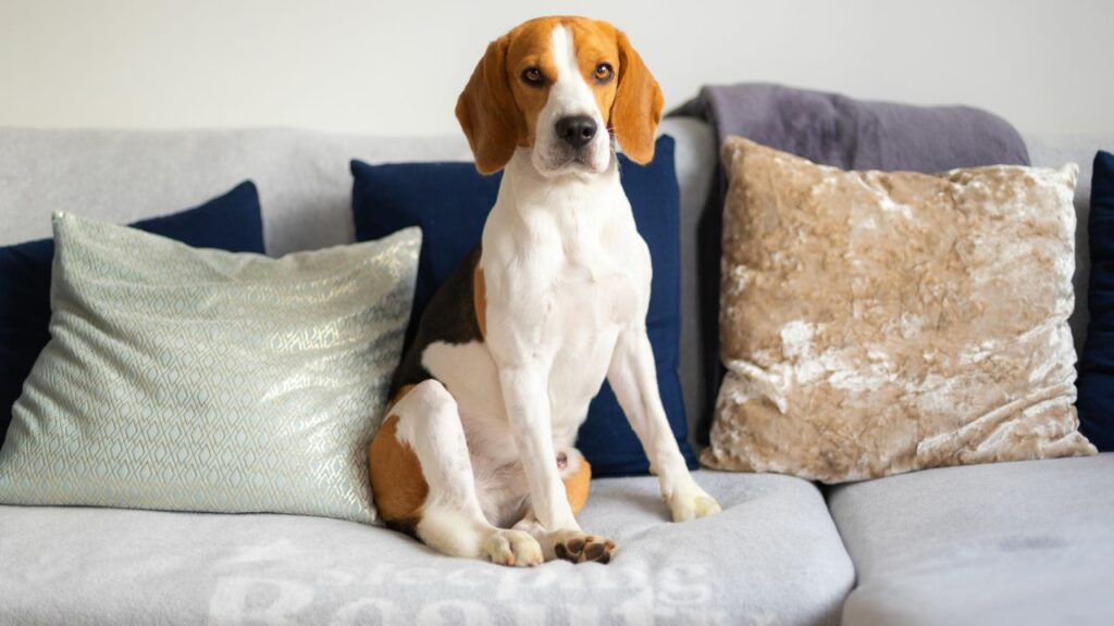 9 Least Aggressive Dog Breeds For Families With Kids - Ethawi.com