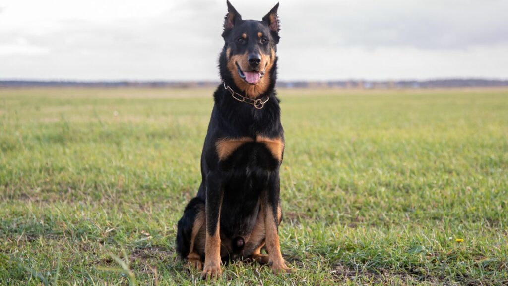 9 Most Strongest Guard Dog Breeds In The World - Tededer.com