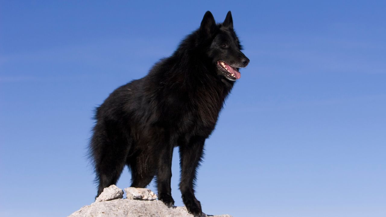 7 Best Black Guard Dog Breeds For Home Security - Tededer.com