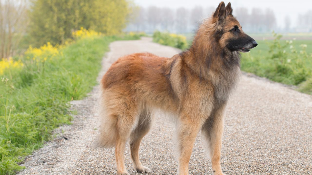 7 Most Smartest Large Guard Dog Breeds For Your Home - Avesei.com