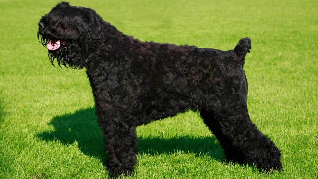 9 Most Strongest Guard Dog Breeds In The World - Ethawi.com
