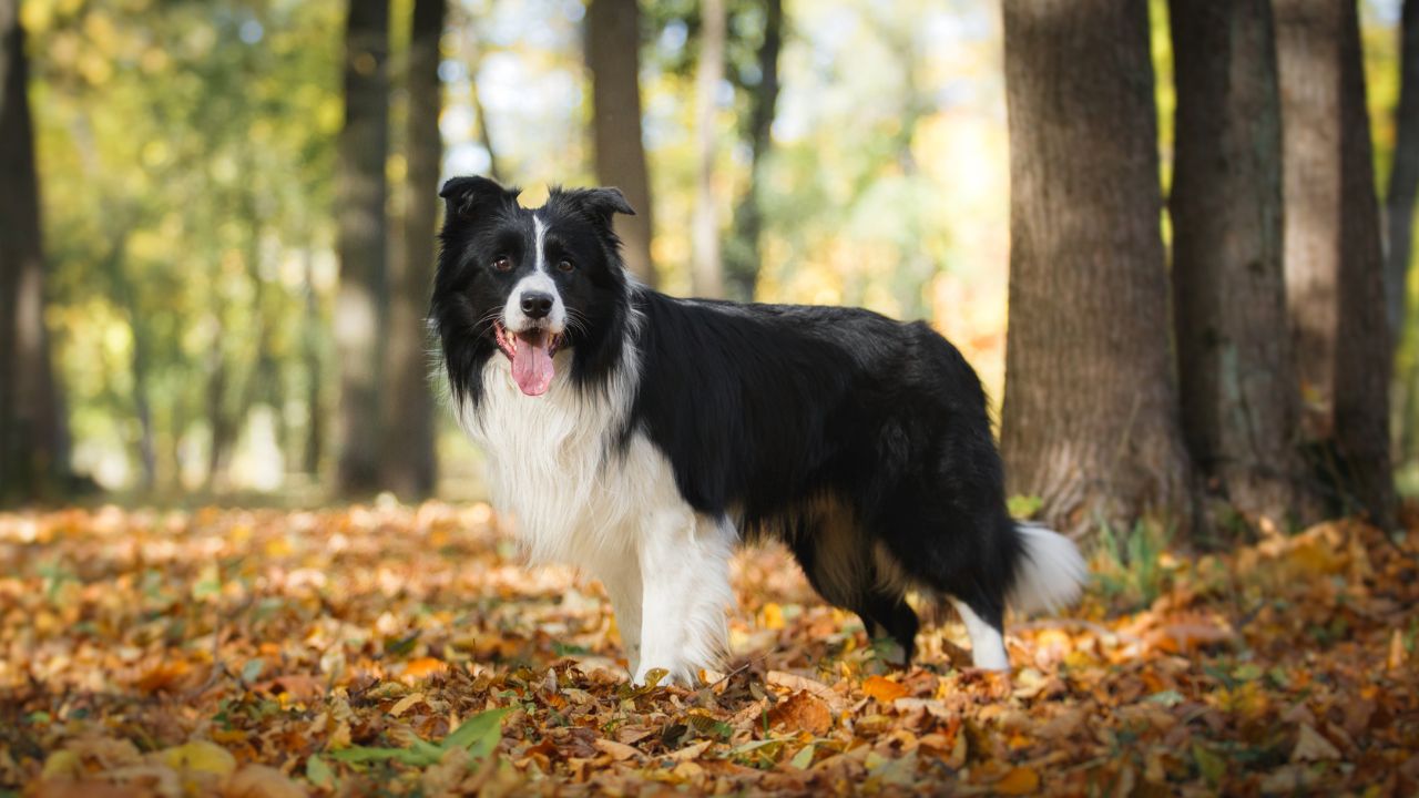 10 Dog Breeds That Are Most Friendly To Strangers - Ethawi.com