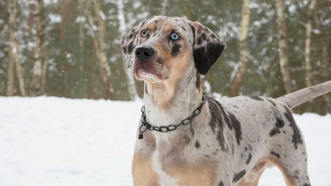 9 Most Rare Dog Breeds You Might Not Know Exist