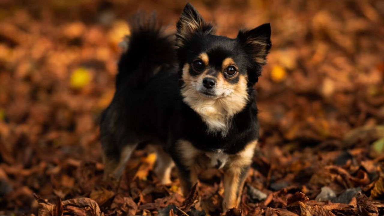 10 Slowest Dog Breeds For Relaxed Owners - Avesei.com