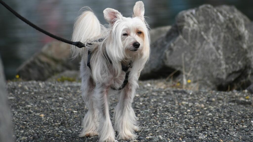 10 Small Dog Breeds That Don T Bark Ethawi