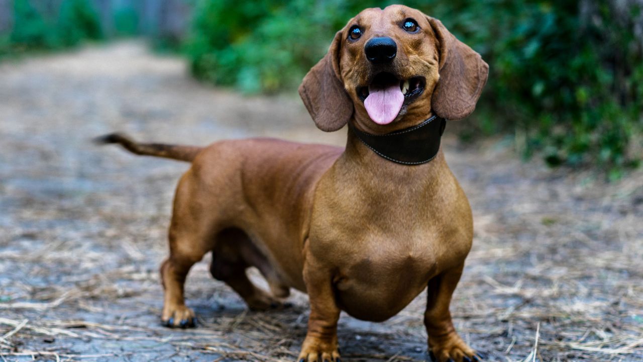 9 Dog Breeds That Howl The Most - Avesei.com