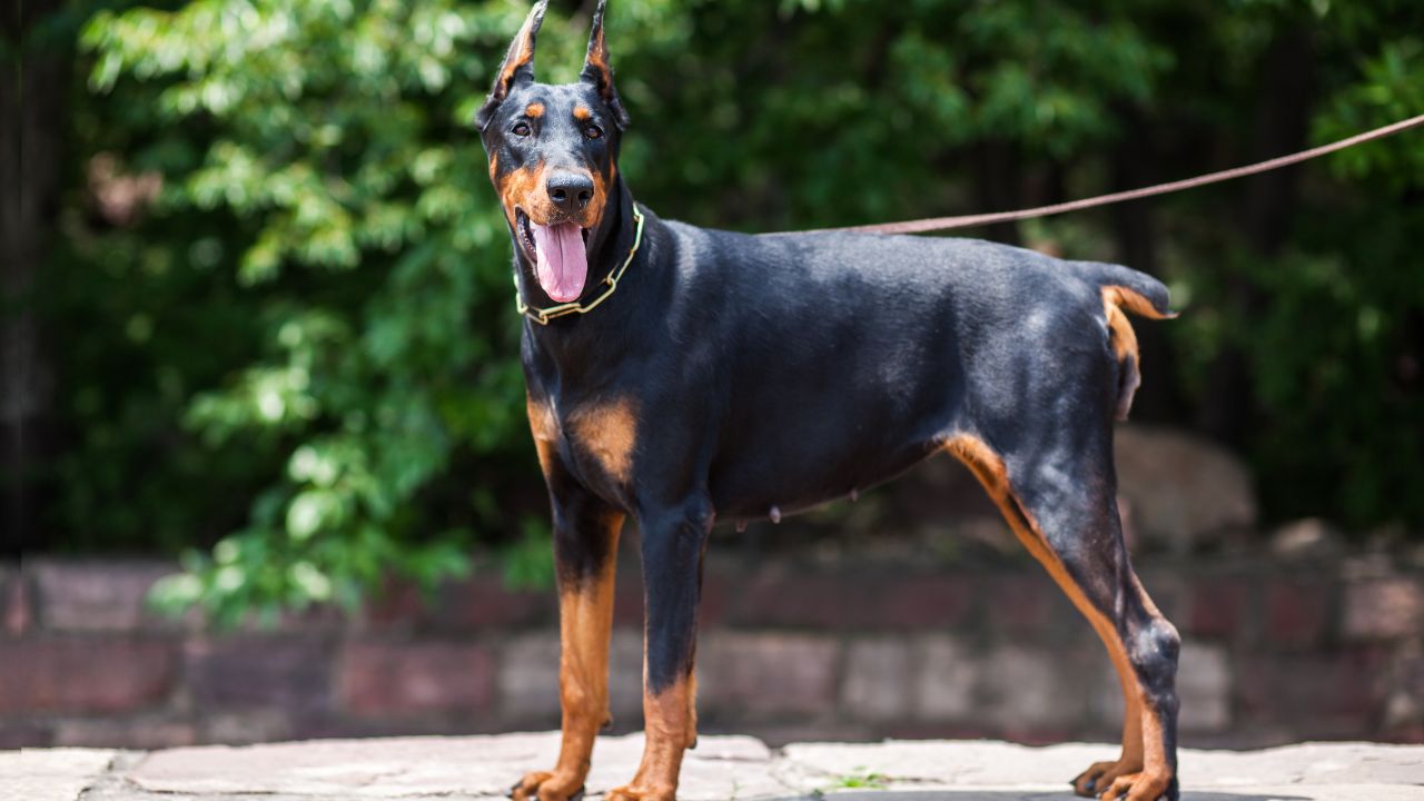 7 Most Smartest Large Guard Dog Breeds For Your Home - Avesei.com