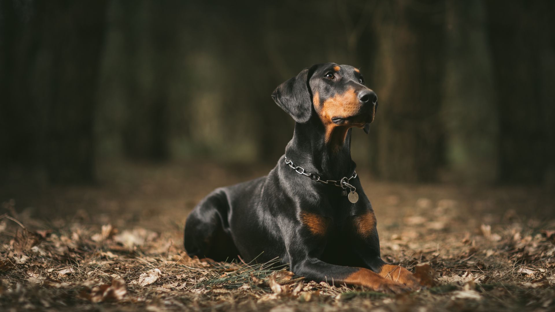 7 Dog Breeds For Night Owls That Match Your Late-Night Energy ...