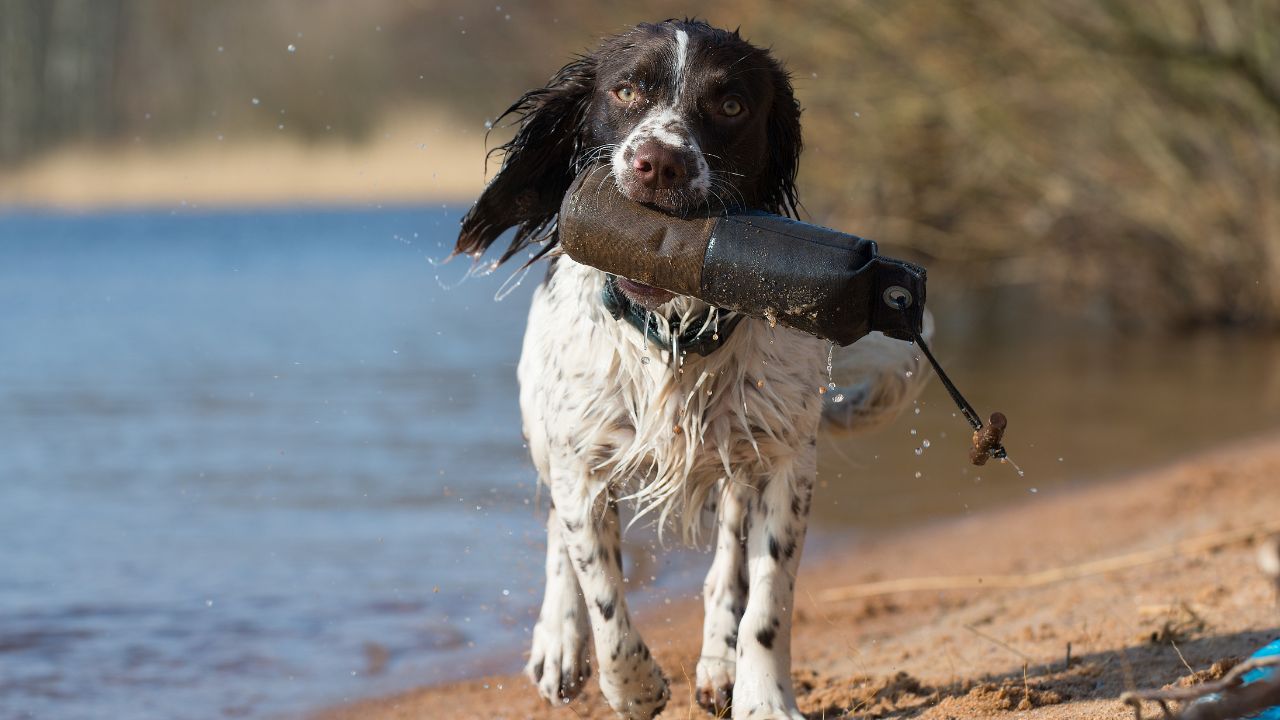 7 Dog Breeds That Like To Play Fetch And Excel In Chasing - Ethawi.com