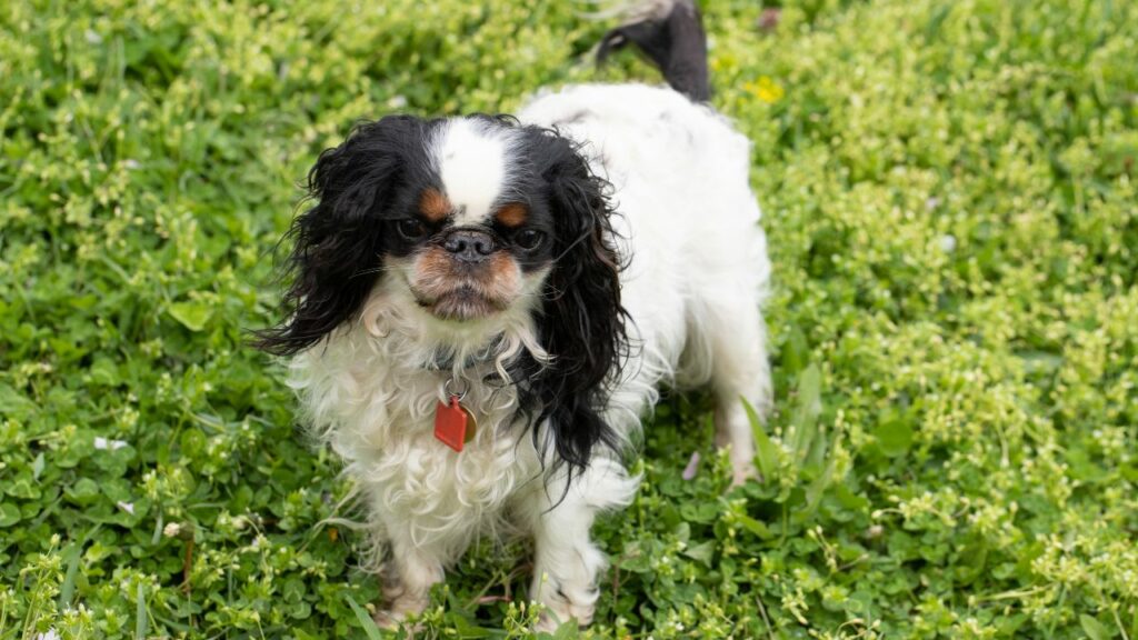 10 Best Toy Dog Breeds For Families That Have A Lot To Offer! - Ethawi.com
