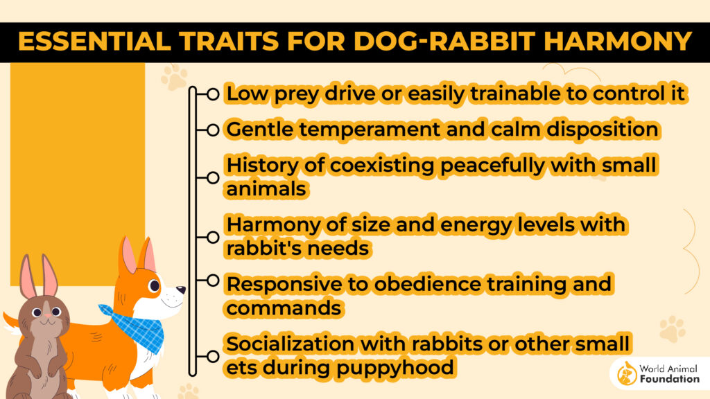 10 Dog Breeds That Can Get Along With Rabbits - Inhenocha.com