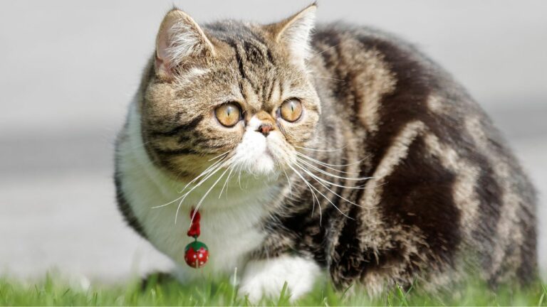 10 Most Common Cat Breeds Around The World - Tededer.com