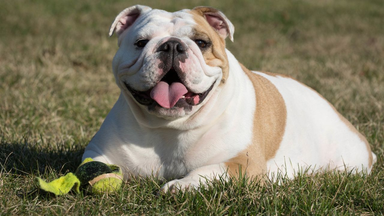 7 Fattest Dog Breeds That Tend To Be Heavy - Avesei.com