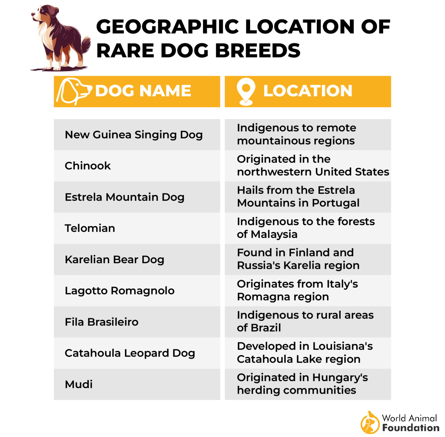9 Most Rare Dog Breeds You Might Not Know Exist