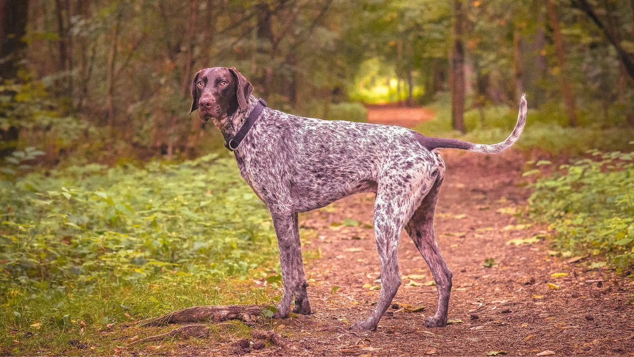 10 Smartest Dog Breeds For Protection - Ethawi.com