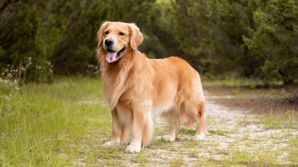 7 Most Popular Dog Breeds In Georgia In 2024 - Ethawi.com