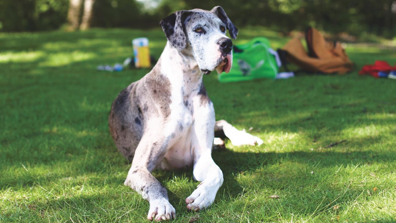 9 Best Guard Dog Breeds For Night Security To Keep Your Property Safe ...