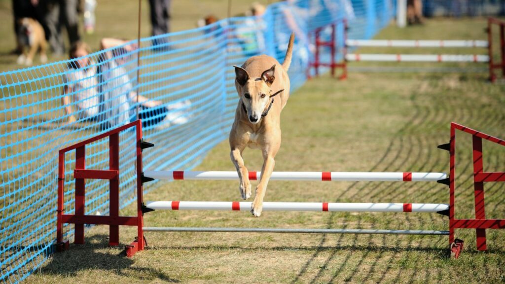 10 Dog Breeds With The Most Impressive Jumping Abilities - Ethawi.com
