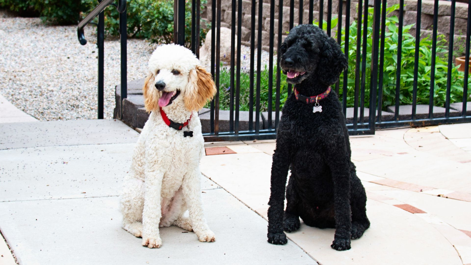 Are Poodles Good Guard Dogs