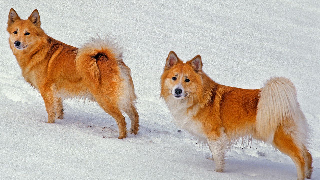 10 Dog Breeds That Look Like Foxes - Tededer.com