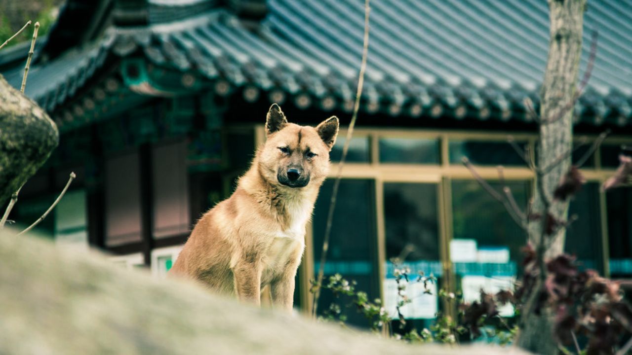 10 Dog Breeds That Look Like Foxes - Inhenocha.com