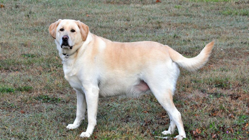 10 Most Athletic Dog Breeds That Could Outrun You - Ethawi.com