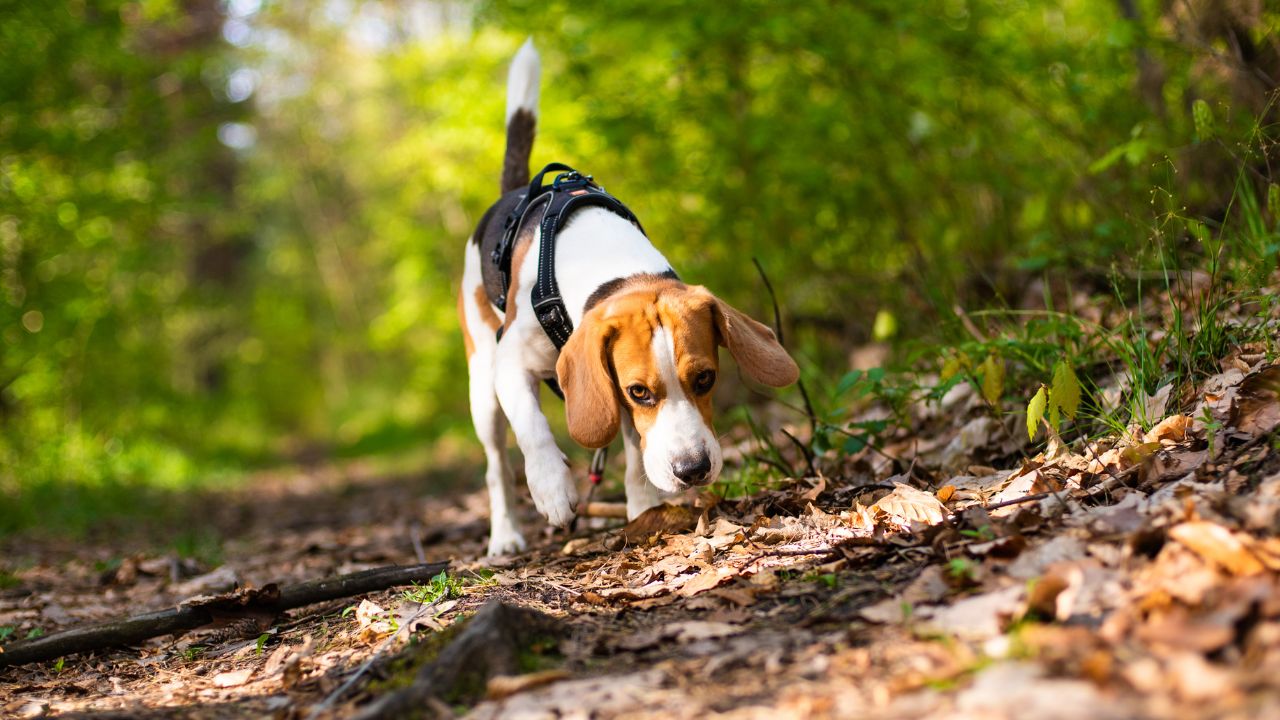10 Best Dog Breeds For Truffle Hunting - Tededer.com